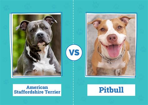 Terrier American Pitbull Mix