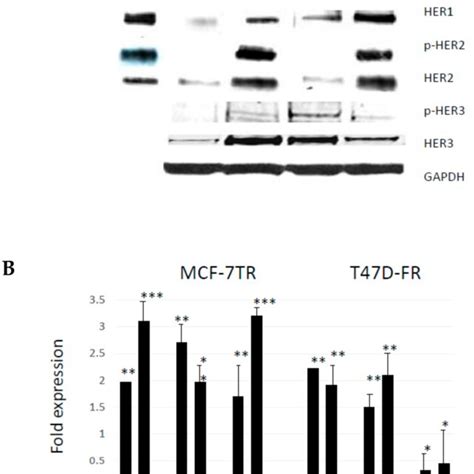 Levels Of Her Expression In Breast Cancer Cell Lines With Acquired Download Scientific Diagram