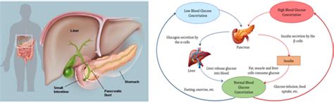 Artificial Pancreas Control Using Optimized Fuzzy Logic Based Genetic