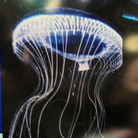 Aquarium ~natural Selection ~sex In The Wild