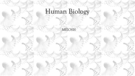 Meiosis Powerpoint Human Biology Sexual Reproduction Chromosomes