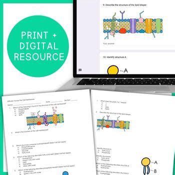 Cell Membrane Structure Practice Quiz Digital Resource Google Form Diffusion