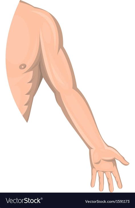 Patrimonio Vector Illustrations And Graphics Vectorstock Части тела