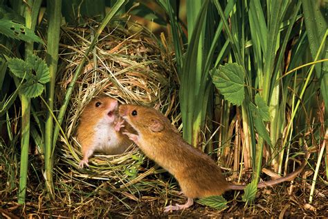 Sex And Aggression Linked In Male Mouse Brains But Not In Female New Scientist