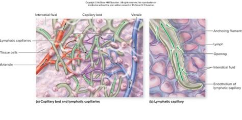 Chapter 21 Lymphatic System Lecture Flashcards Quizlet