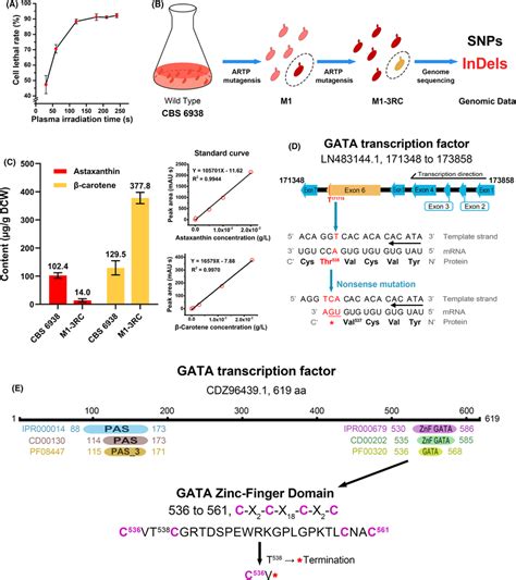 Identification Of The Gata Transcription Factor A The Cell Lethal