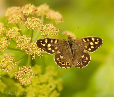 How To Identify The Uks Most Common Butterfly Species Earthwatch Europe