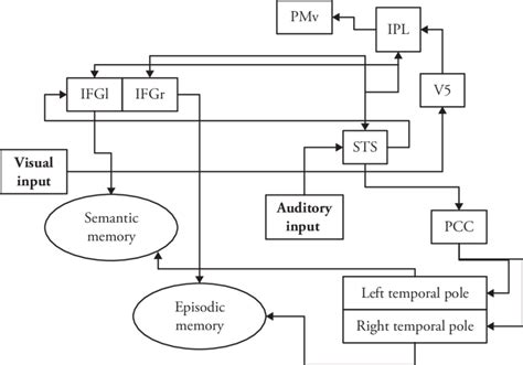 Sketch Of The Neural Components Related To The Hyperactive