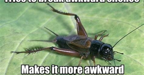 Cricket Chirp Meme