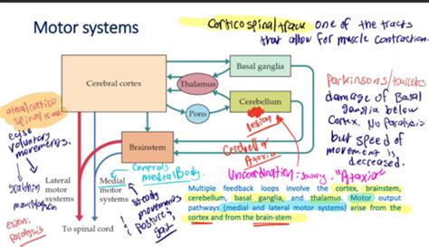 Neuro Chapter 3 Spinal Cord Functions Flashcards Quizlet
