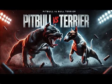 Pitbull Vs Bull Terrier The Ultimate Showdown 🐶🔥 Youtube