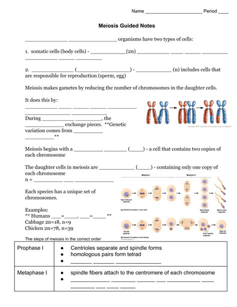 Meiosis Guided Notes Cell Division And Genetics