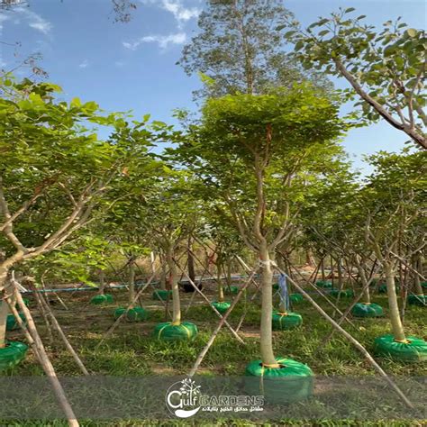 Pongamia Pinnata Gulfgardens