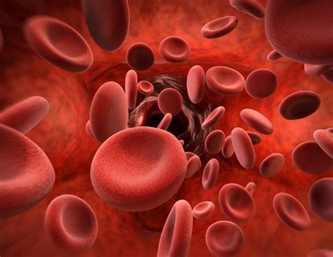 What Is Hereditary Persistence Of Fetal Hemoglobin