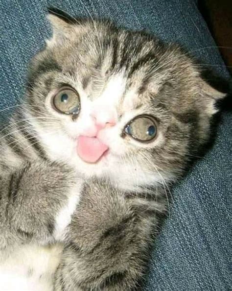 Derpy Cats