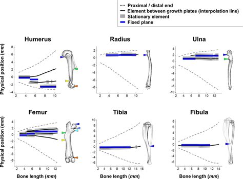isometric scaling is achieved by synchronization between element