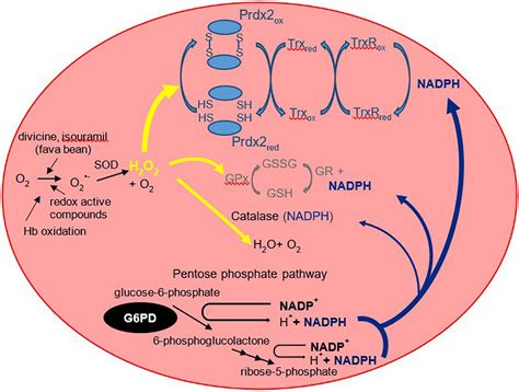 G6pd Enzyme Function At Oscar Godson Blog
