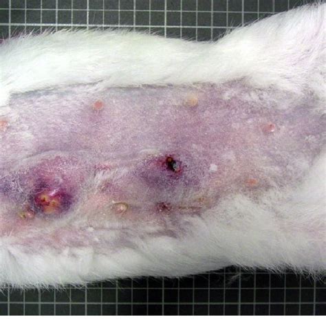 Histopathology Of Chronic Suppurative Mastitis Caused By Staphylococcus