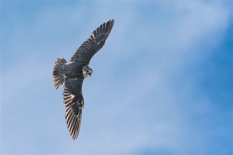 100 Falcon Wallpapers