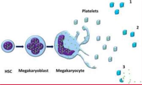 2 1 Platelet Physiology I Flashcards Quizlet