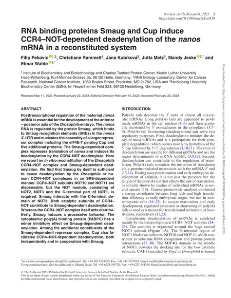 Pdf Rna Binding Proteins Smaug And Cup Induce Ccr4 Not Dependent Deadenylation Of The Nanos