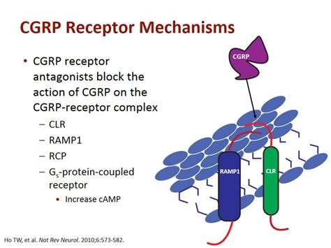 Current And Future Perspectives On Migraine Prevention Therapy Ppt