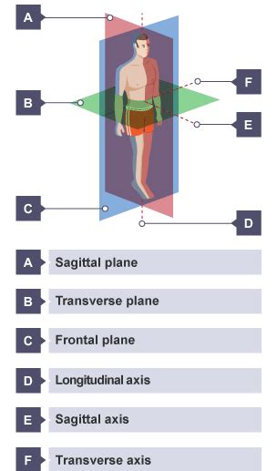 Planes And Axes Of Movement Movement Analysis In Sport AQA GCSE Hot Sex Picture