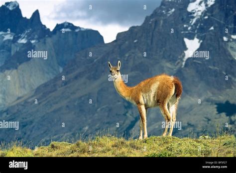 Guanaco Lama Guanicoe With Cuernos Del Paine Paine Mountains