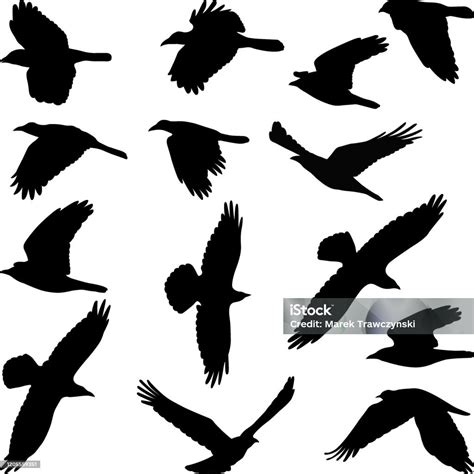 鳥類剪影向量圖形及更多渡鴉圖片 渡鴉 側影 寒鴉 Istock