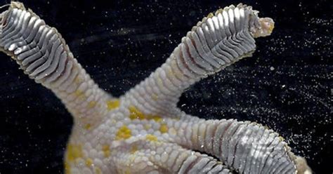 Engineers Copied Natures Invention With Synthetic Gecko Inspired Materials Imgur