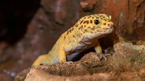 Crested Gecko Shopping List Habitat Checklist