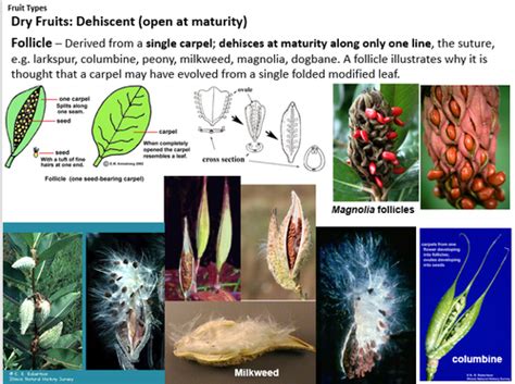 Follicle Fruit Examples