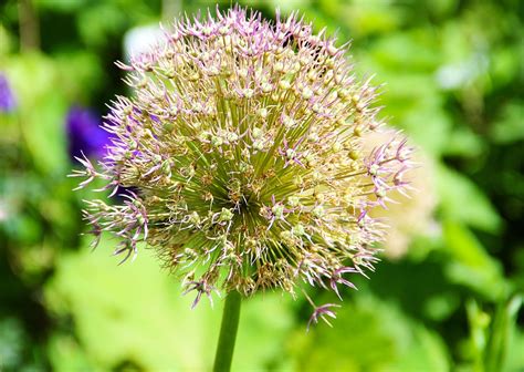 Alium Flower Nature - Free photo on Pixabay - Pixabay