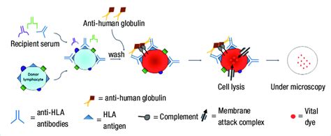 Anti Human Globulin Complement Dependent Cytotoxicity Crossmatch Download Scientific Diagram