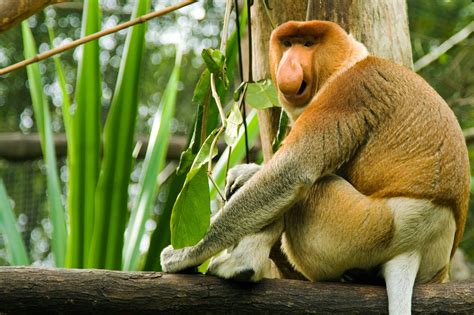⊛ Bisonte Características Y Curiosidades Animales Salvajes