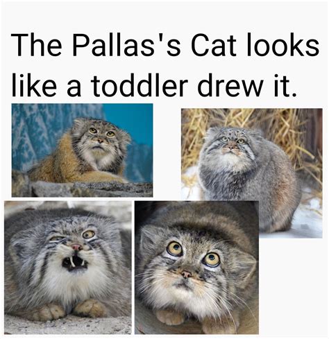Still Cute Af Tho Meme Subido Por Heather Hex Memedroid