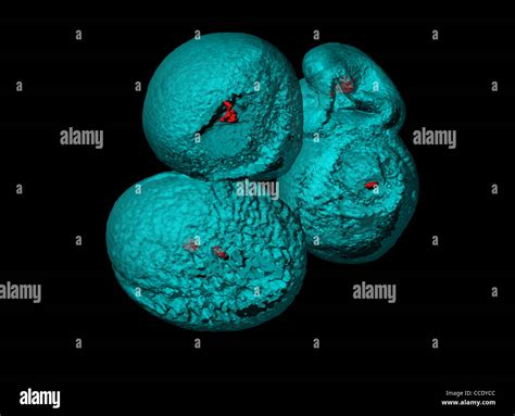 Pollen Grains Fluorescent Staining Of Dna By Hoechst 33342 And