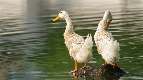 Stone Water Pond Birds Duck Powerpoint Background For Free Download
