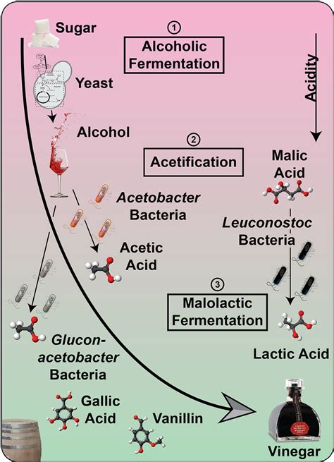Lactic Acid Fermentation Bacteria