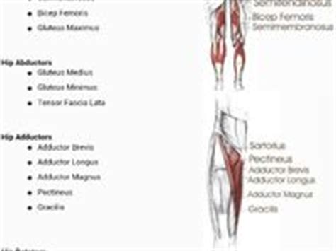 NASM Anatomy Ideas Anatomy Muscle Anatomy Anatomy And Physiology