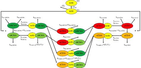 Schematic Of The Two Compartment Tmdd Model Used To Describe The Download Scientific Diagram