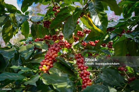 아라비카와 로부스타 유기농 커피 베리 콩을 나무에 새는 생 또는 잘 익은 붉은 가지 자바의 농장에서 농부 작물 과일을 0명에 대한 스톡 사진 및 기타 이미지 Istock