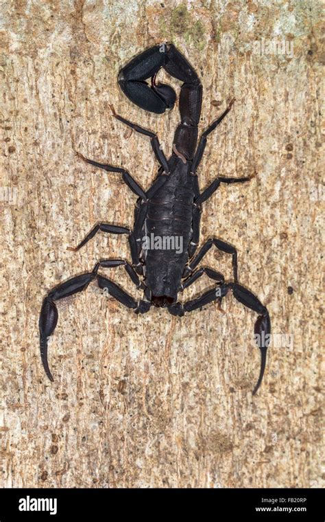 Peruvian Black Scorpion Tityus Asthenes On A Tree Trunk At Night Pacaya Samiria National
