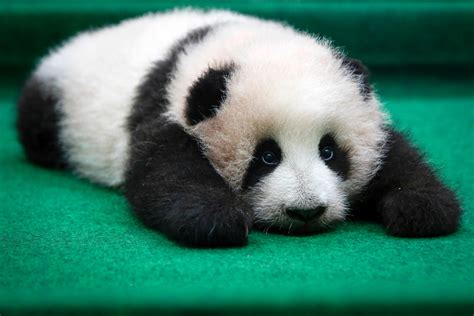 Steam Community Guide Cute Pandas To Admire Whilst Waiting