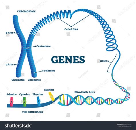Dna Chromosome Over 98962 Royalty Free Licensable Stock Illustrations