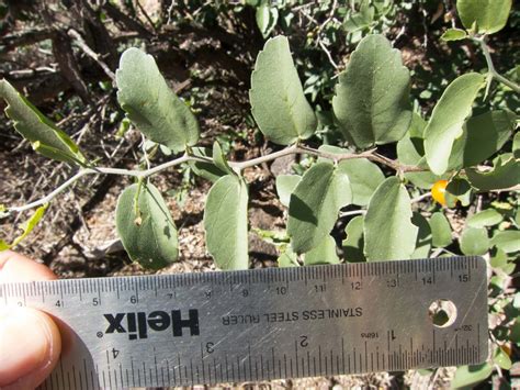 Spiny Hackberry Celtis Pallida Botanical Realm