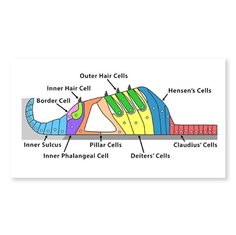 Scientific Illustration Services Simplified Science Publishing