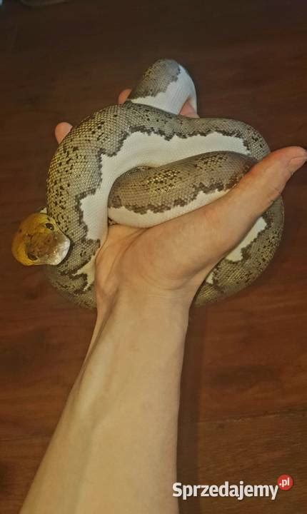 Pyton Siatkowany Sosnowiec Sprzedajemypl Pyton Siatkowany Sosnowiec Sprzedajemypl