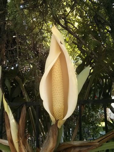 Monstera Deliciosa Flower Jesús Cabrera Flickr