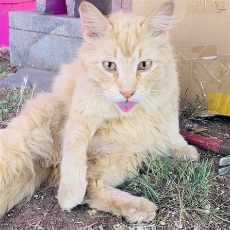 Iris Ramirez La Salvadoreña Youtube